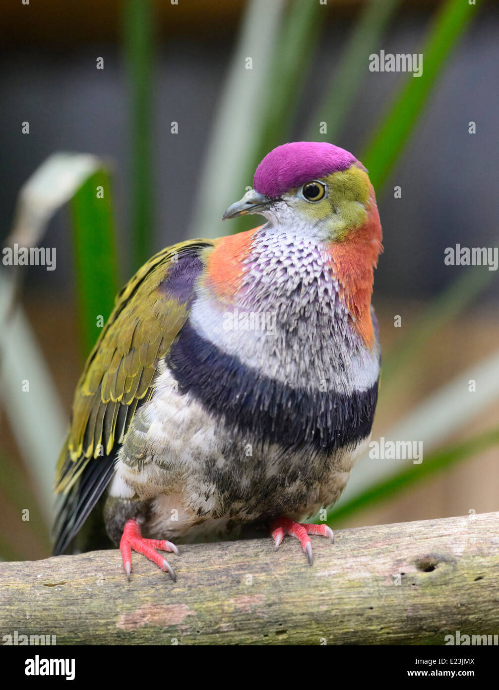Fruit dove hi-res stock photography and images - Alamy
