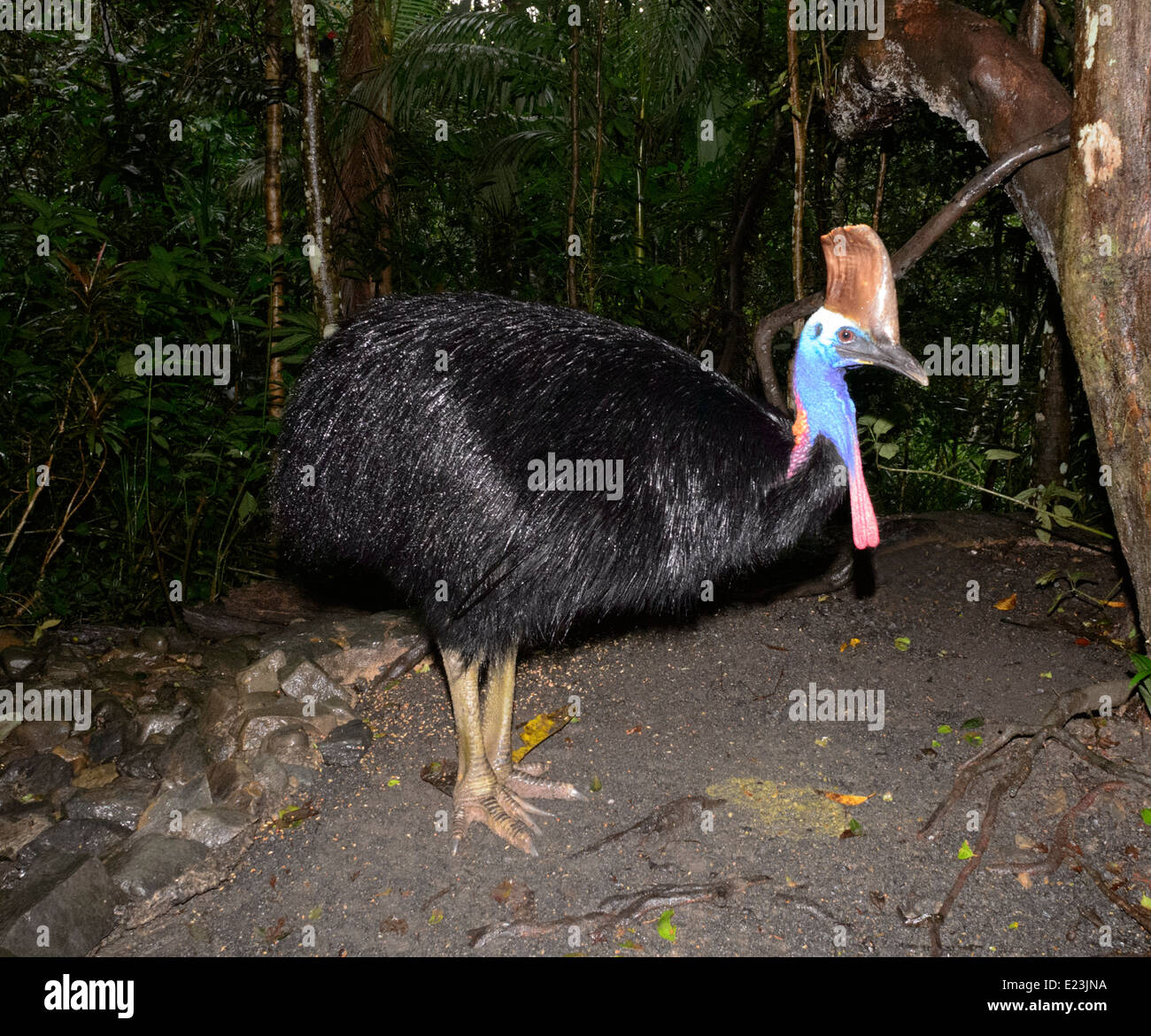 North queensland animal hi-res stock photography and images - Alamy