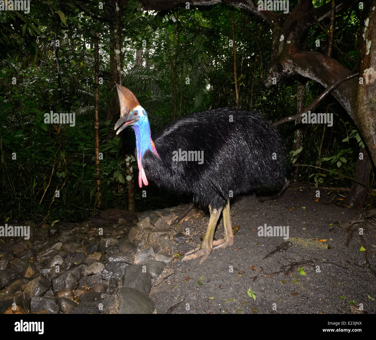 North queensland animal hi-res stock photography and images - Alamy