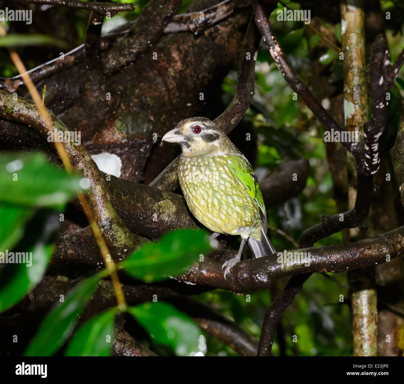 Spotted Catbird (Ailuroedus melanotis) - Queensland - Australia Stock ...