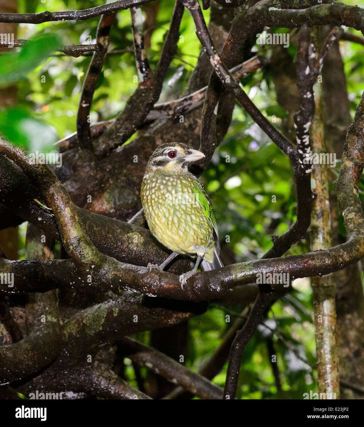 Spotted Catbird (Ailuroedus melanotis) - Queensland - Australia Stock ...