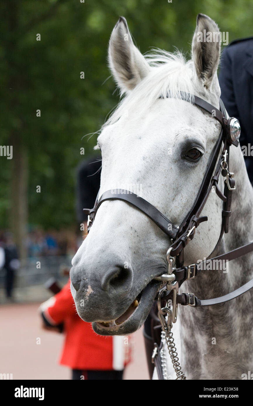 Irish guards officer hi-res stock photography and images - Alamy