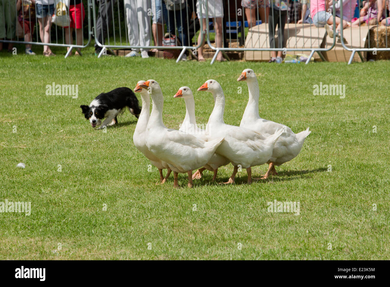 Geese farm uk hi-res stock photography and images - Alamy