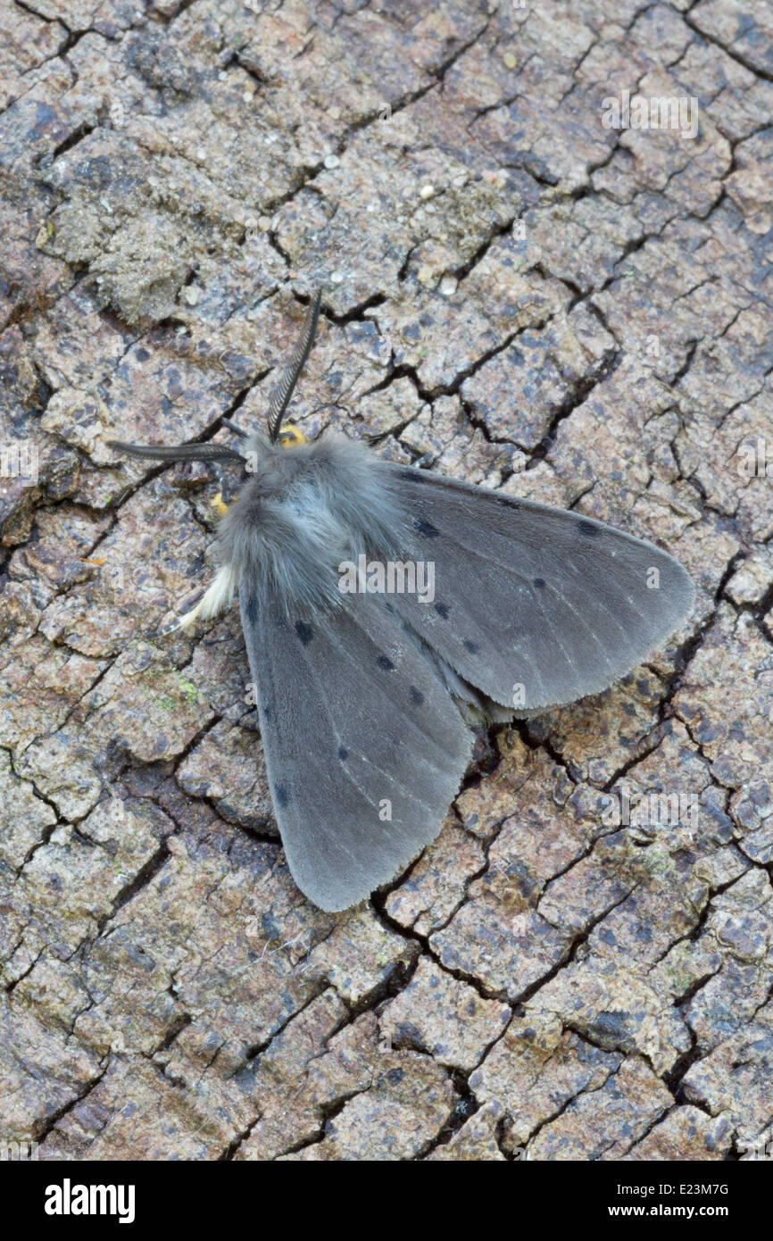 Male moth hi-res stock photography and images - Alamy