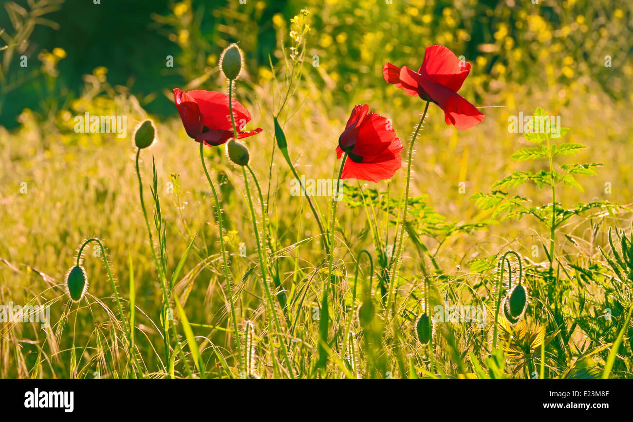Red poppy field sunset hi-res stock photography and images - Alamy