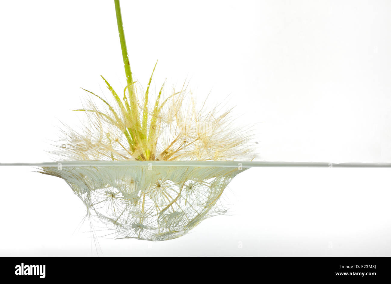 dandelion submerged under water upside down, macro photography on white ...