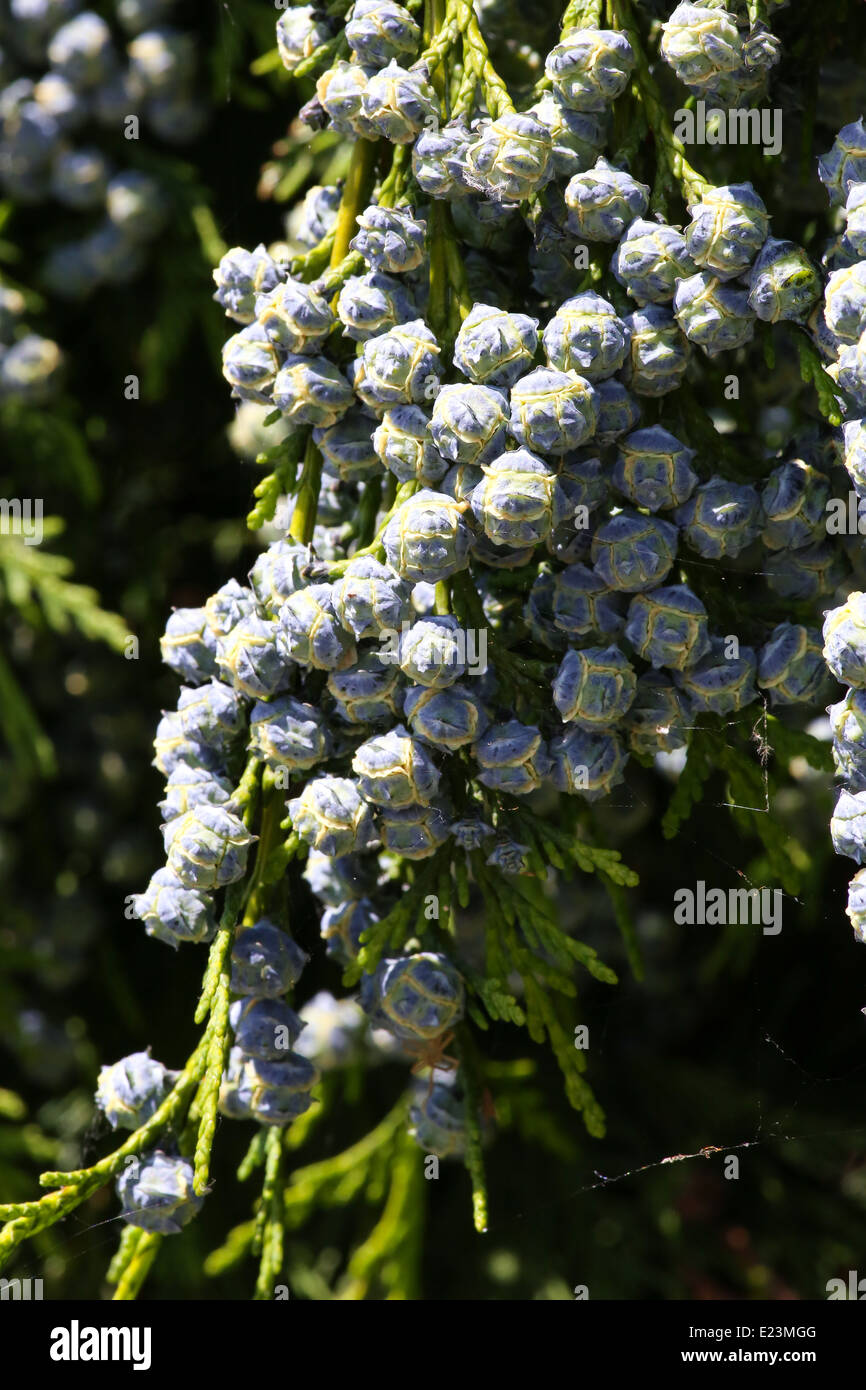 Leyland cypress hi-res stock photography and images - Alamy