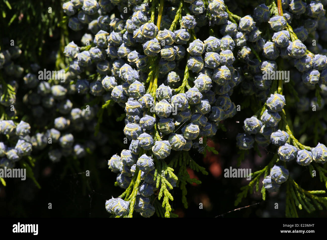 Leyland cypress hi-res stock photography and images - Alamy