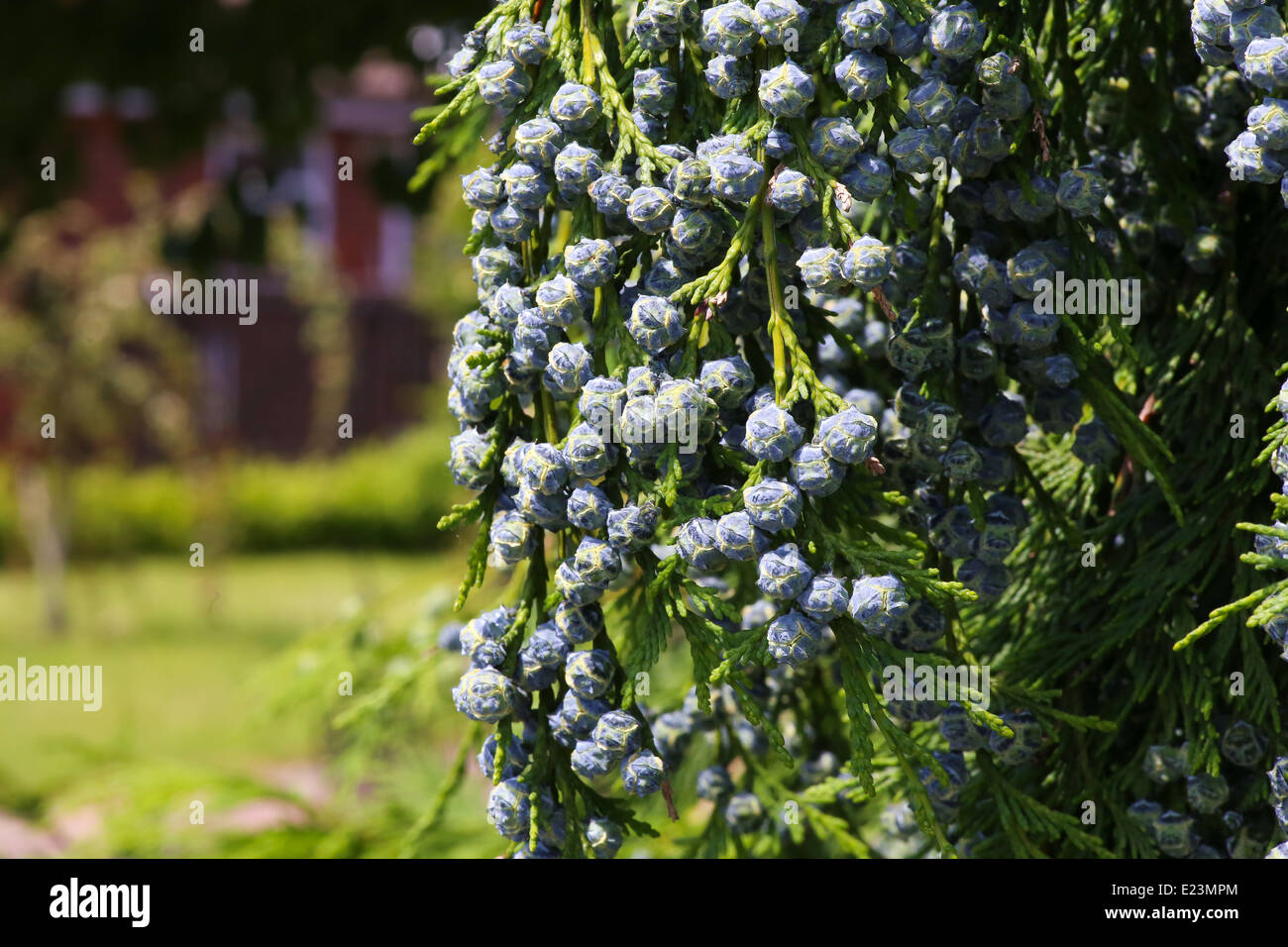 Cedar cypress leyland leaf branch with blue pine cones Stock Photo - Alamy