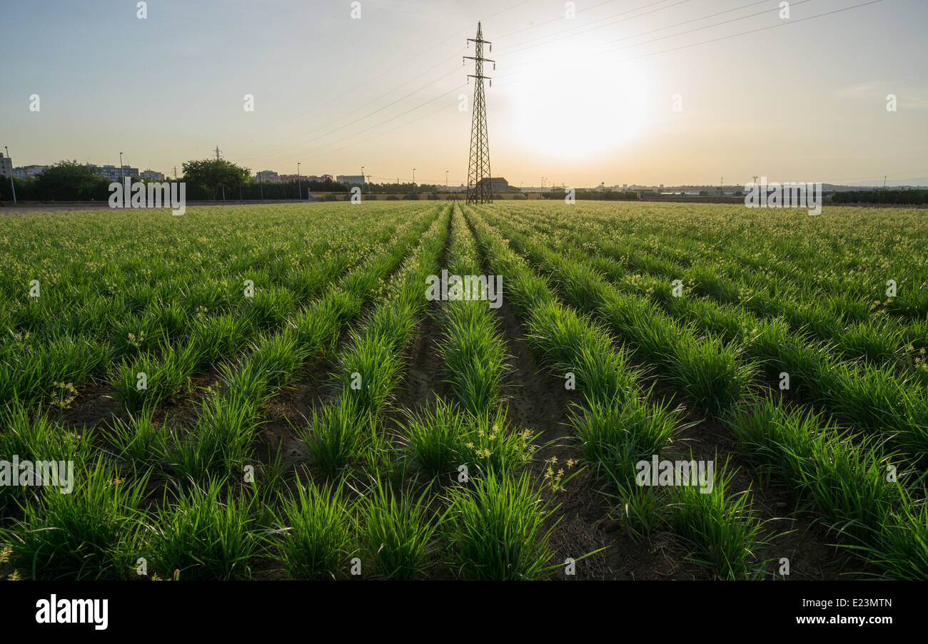 Tiger nut plant hi-res stock photography and images - Alamy