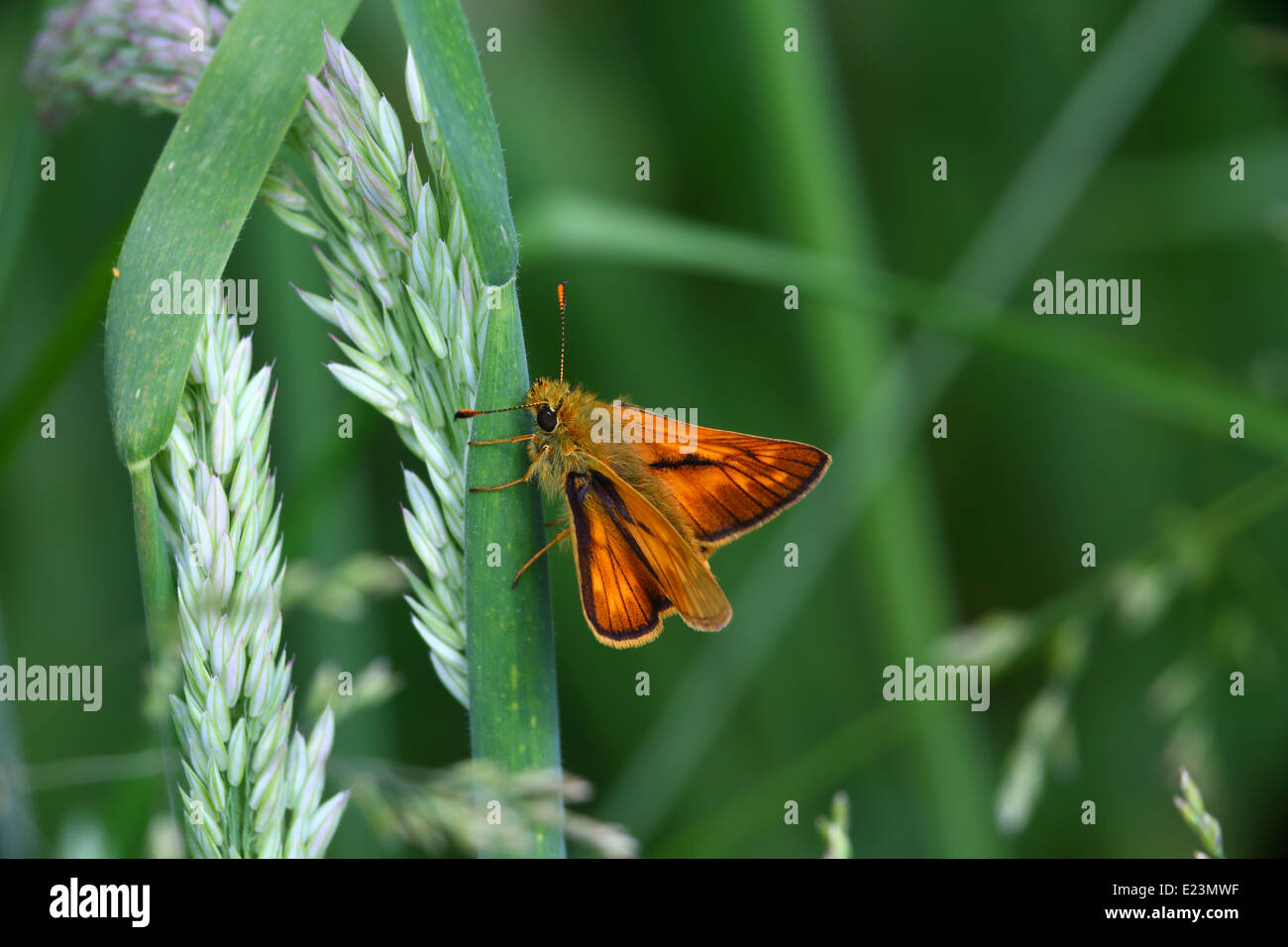 Large skipper butterfly hi-res stock photography and images - Alamy