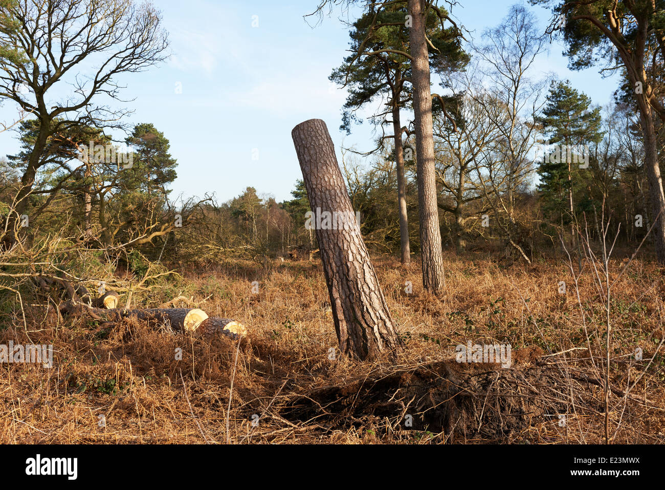 Damage to a forest after a storm Stock Photo - Alamy
