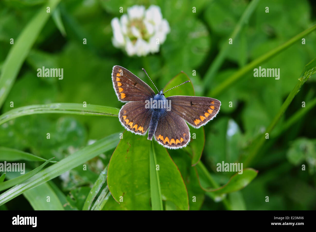brown argus butterfly Stock Photo - Alamy