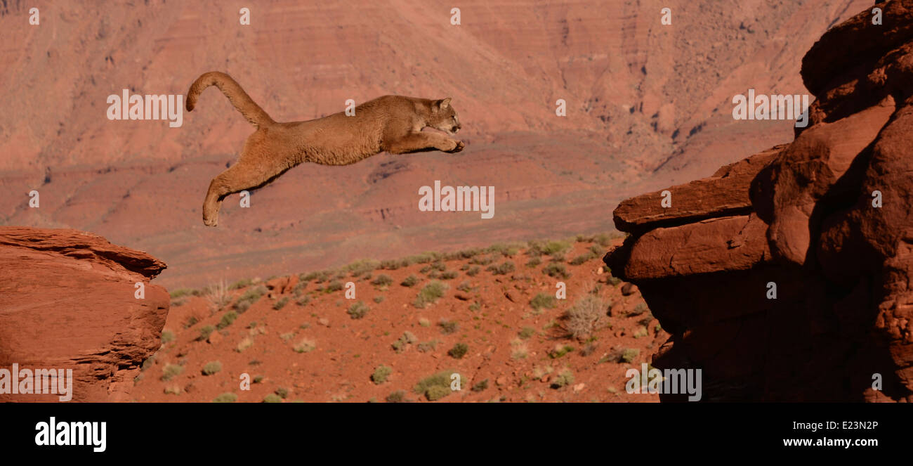 Mountain lion jumping hi-res stock photography and images - Alamy
