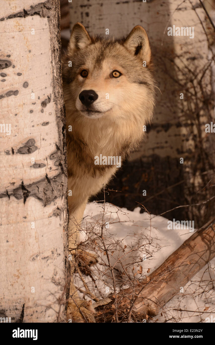 Wolf looking around tree hi-res stock photography and images - Alamy
