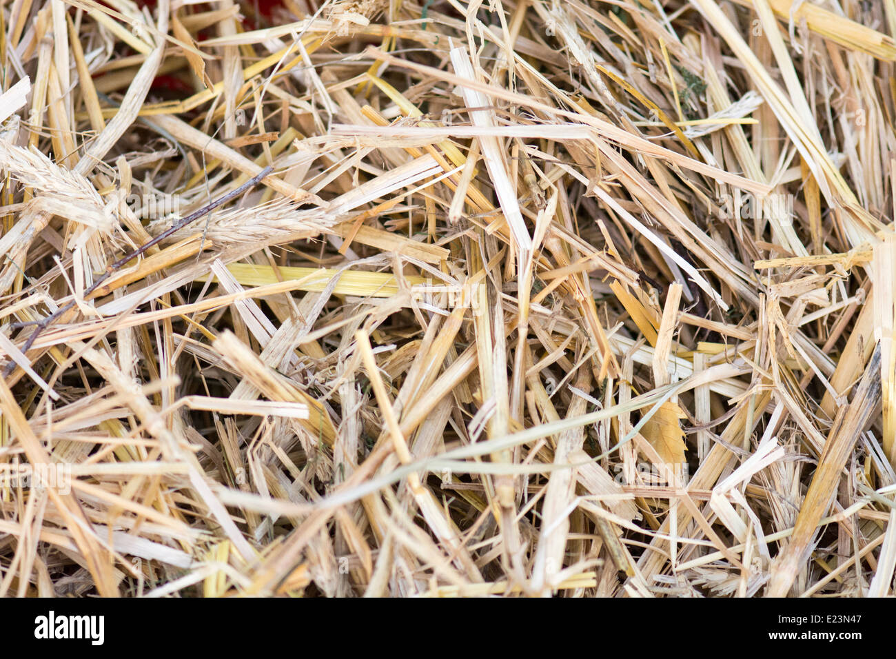 Straw yellow hi-res stock photography and images - Alamy