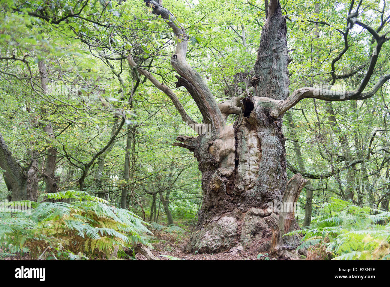 Big old oak tree hi-res stock photography and images - Alamy