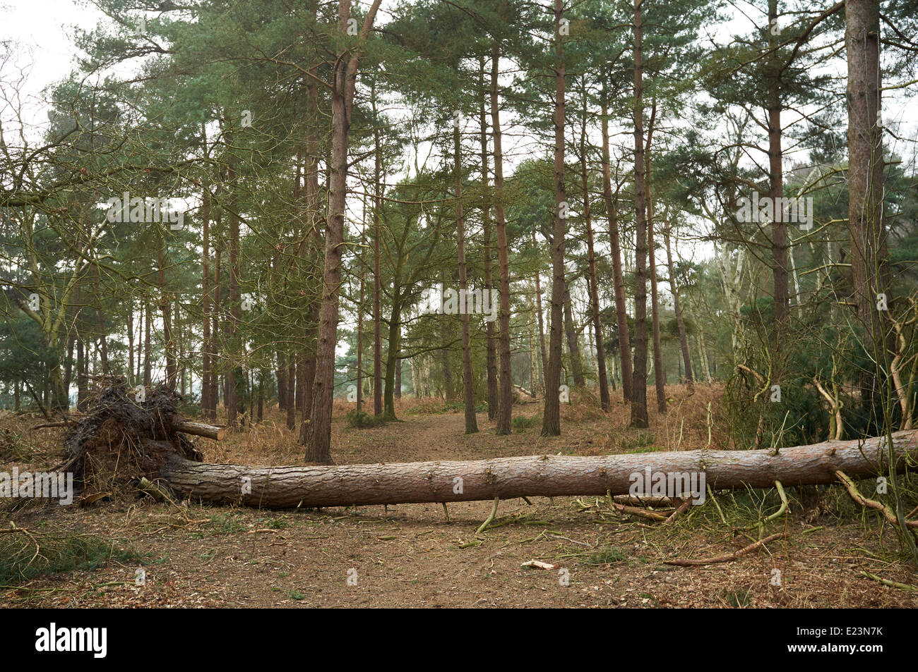 Tree brought down hi-res stock photography and images - Alamy