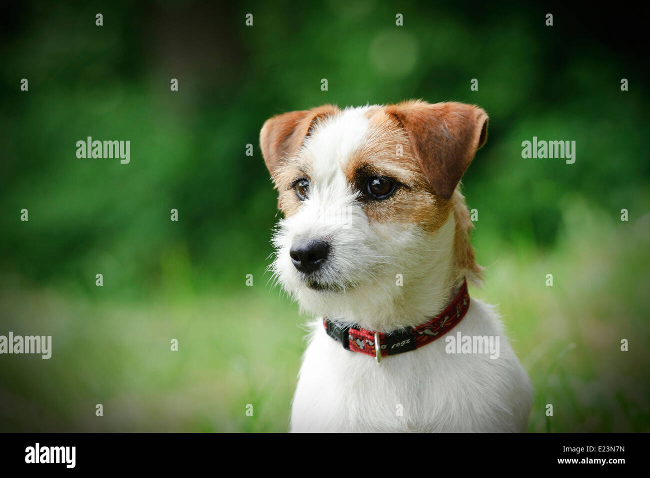 Animal friendship jack russell terrier hi-res stock photography and ...