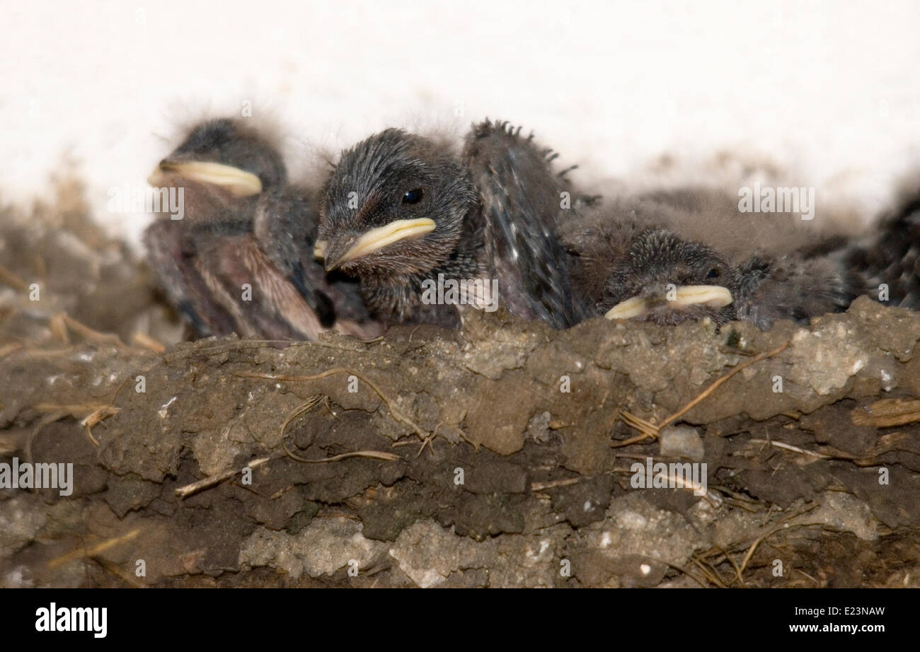 Strandja mountians Bulgaria Eastern Europe June 15th 2014: Baby ...