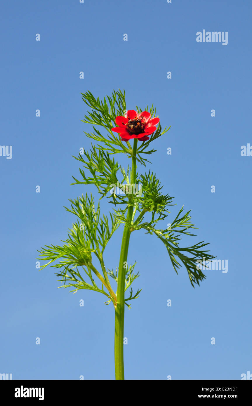 Pheasant's eye (Adonis flammea Stock Photo - Alamy