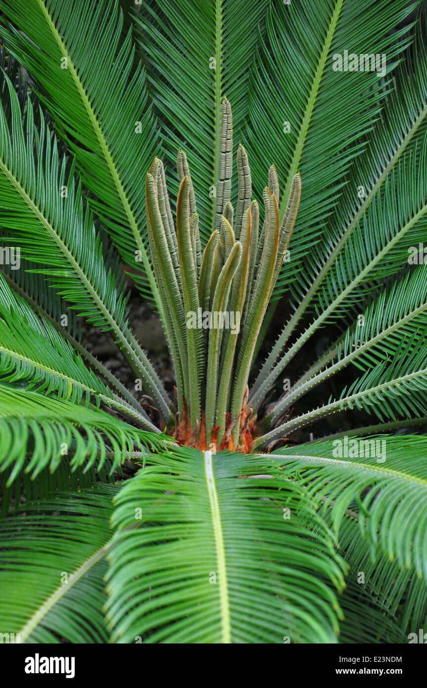 Cycad palm (Cycas Stock Photo - Alamy