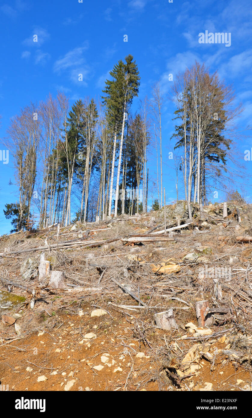 Clear cutting timber damage hi-res stock photography and images - Alamy