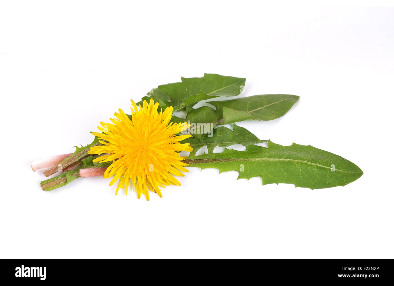 Leaves of hawkbit Stock Photo - Alamy