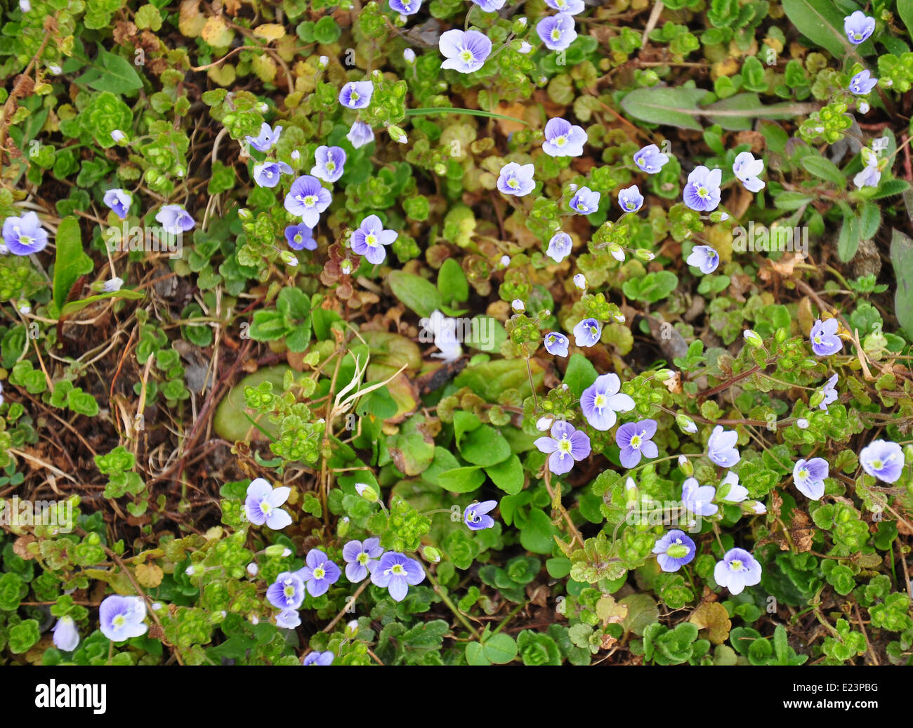 Slender Speedwell (Veronica filiformis Stock Photo - Alamy