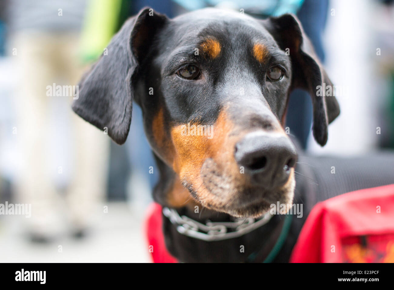 TORONTO, CANADA - 8 JUNE 2013:Dog lovers gather at Woofstock, the ...
