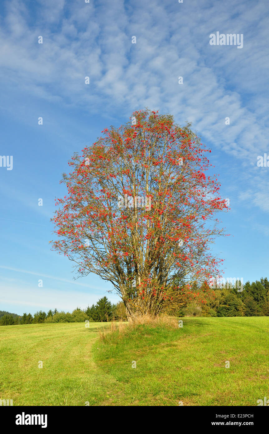 Rowan (Sorbus aucuparia Stock Photo - Alamy