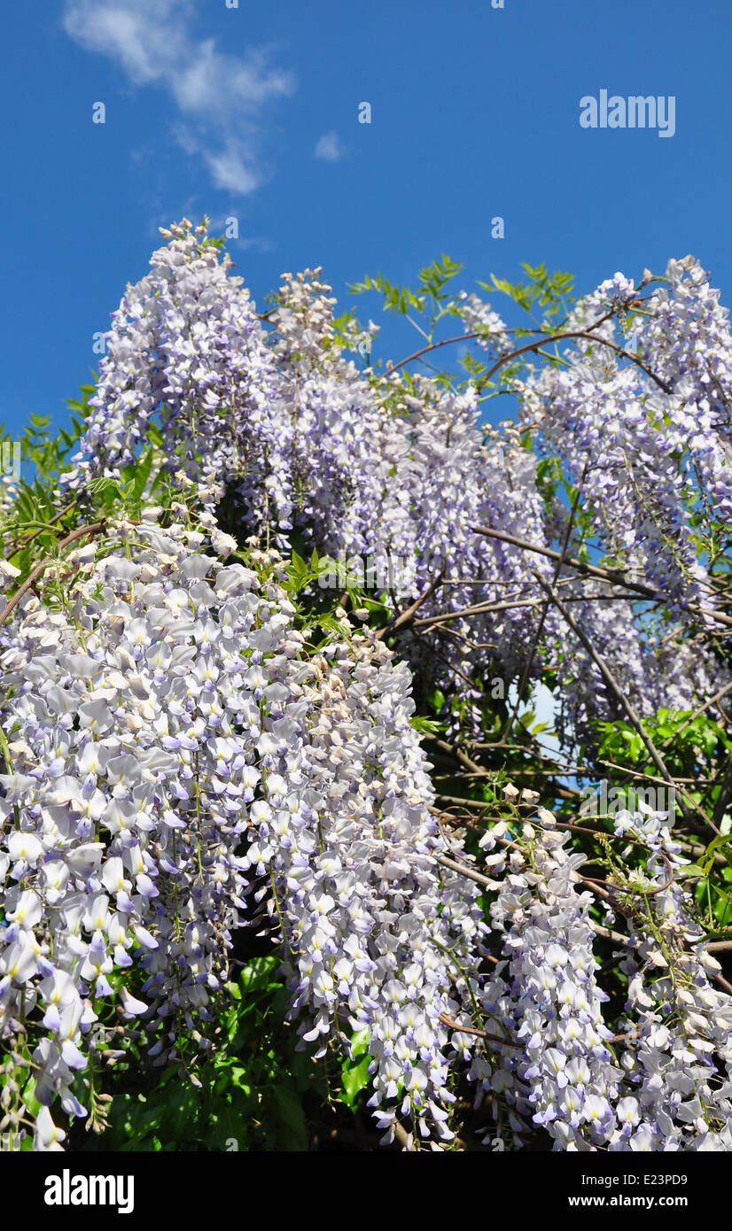 Chinese wisteria (Wisteria sinensis Stock Photo - Alamy