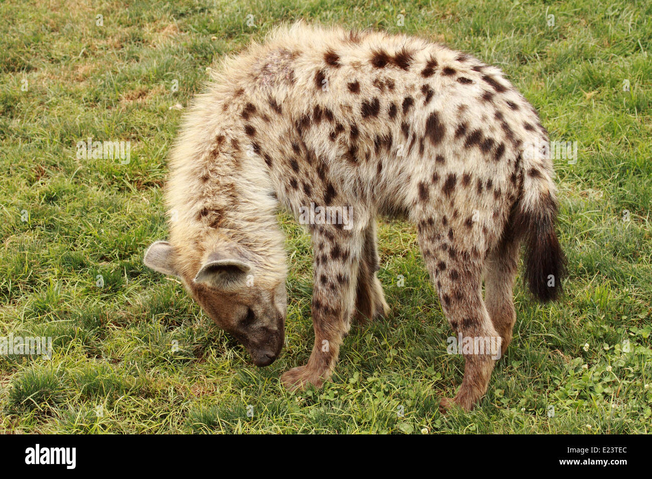 an african spotted hyena Stock Photo - Alamy