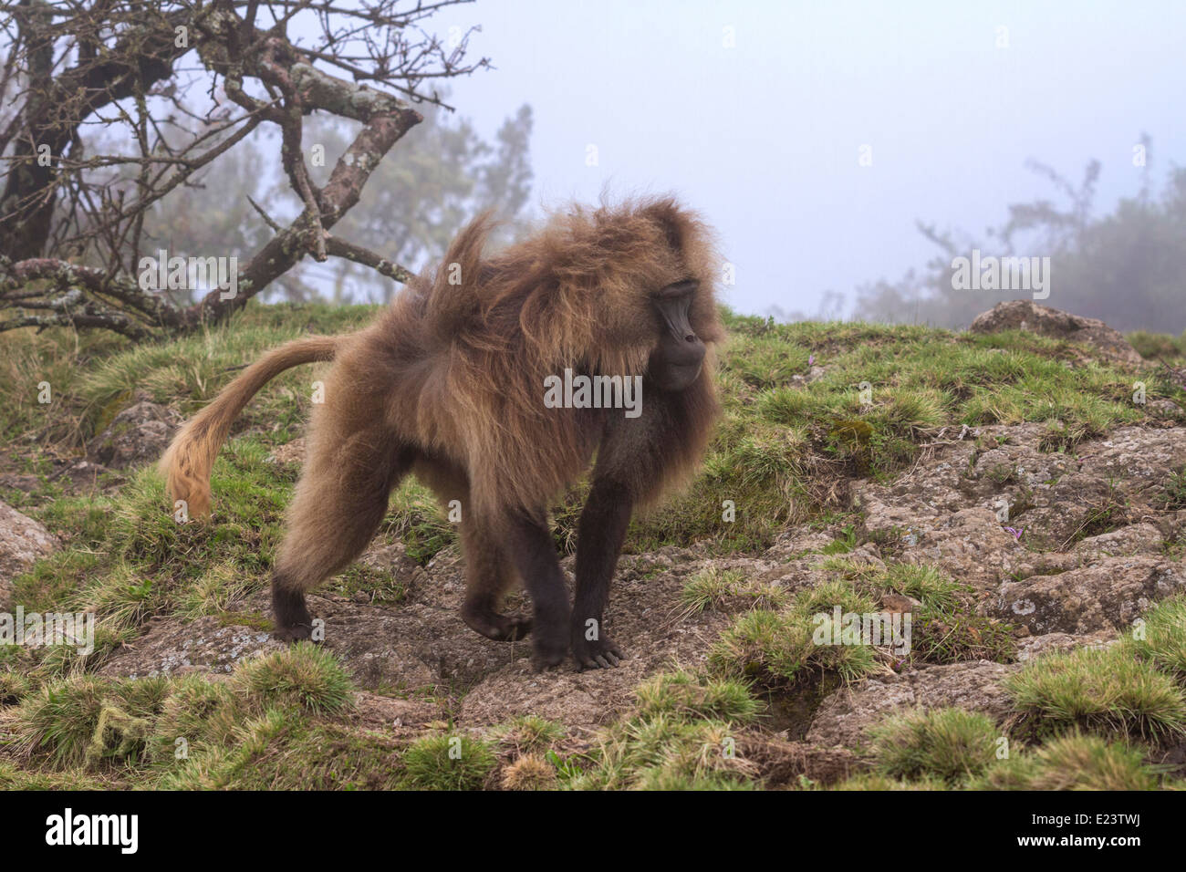 Walking male gelada baboon (Theropithecus gelada) Simien Mountains ...