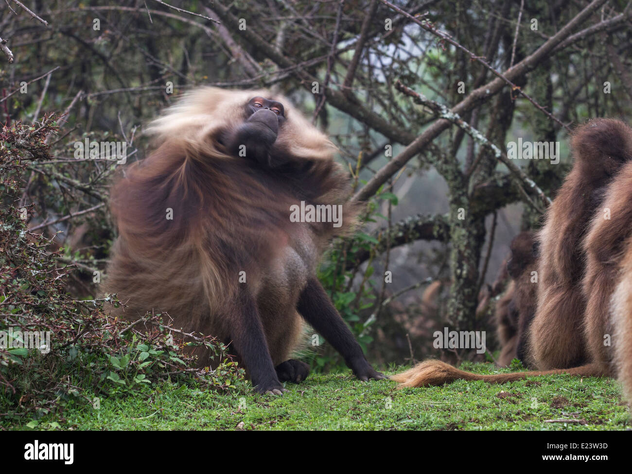 Male gelada baboon "Theropithecus gelada" shaking its upper body Simien ...