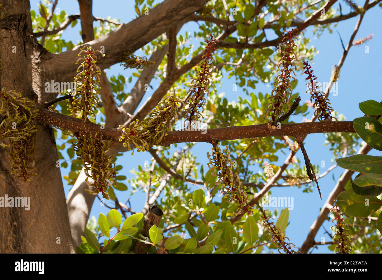 Tree, Morocco, Africa Stock Photo - Alamy