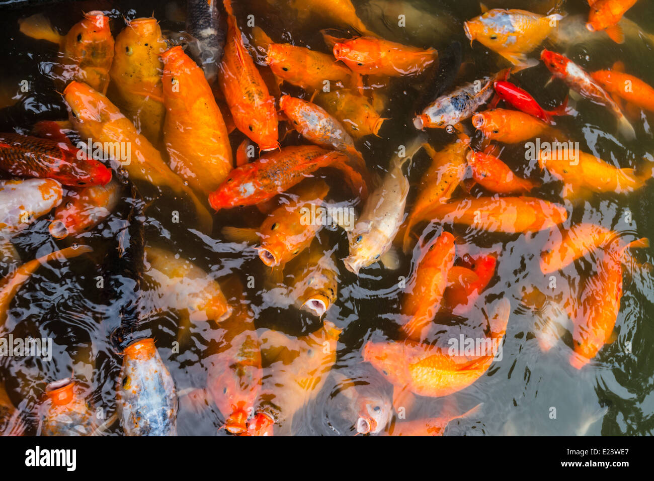 Koi carp, symbols of good luck and prosperity in Japan Stock Photo - Alamy