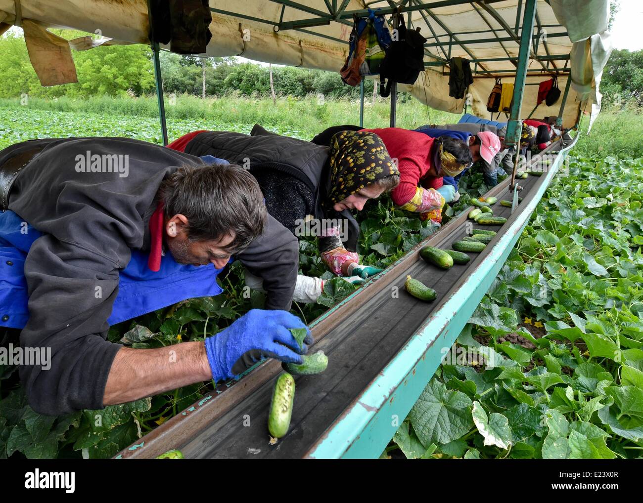Romanian farm workers hi-res stock photography and images - Alamy