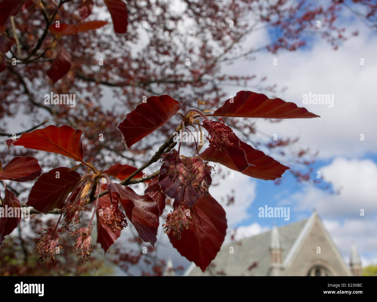 Fagus sylvatica purpurea hi-res stock photography and images - Alamy