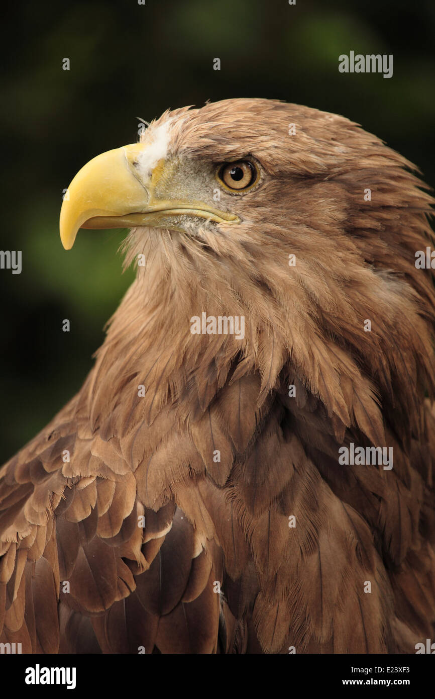 portrait of an european eagle Stock Photo - Alamy