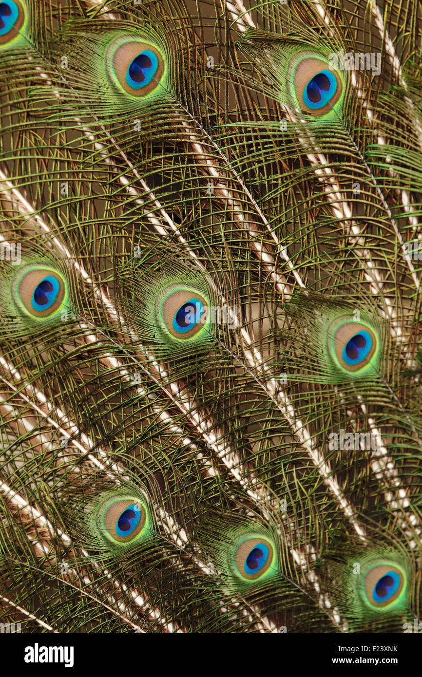 a beautiful male peacock displaying his colorful tail Stock Photo - Alamy