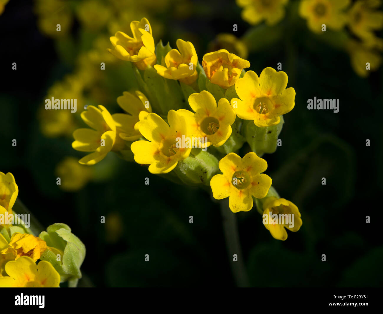 Primula veris, common cowslip, close up of its deep yellow flowers Oslo ...