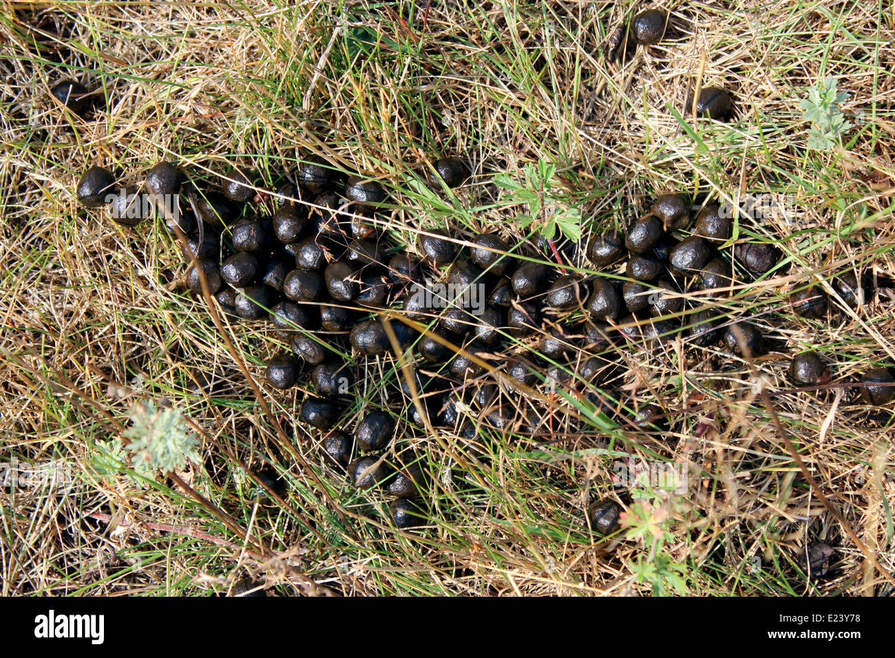 Goat feces hi-res stock photography and images - Alamy