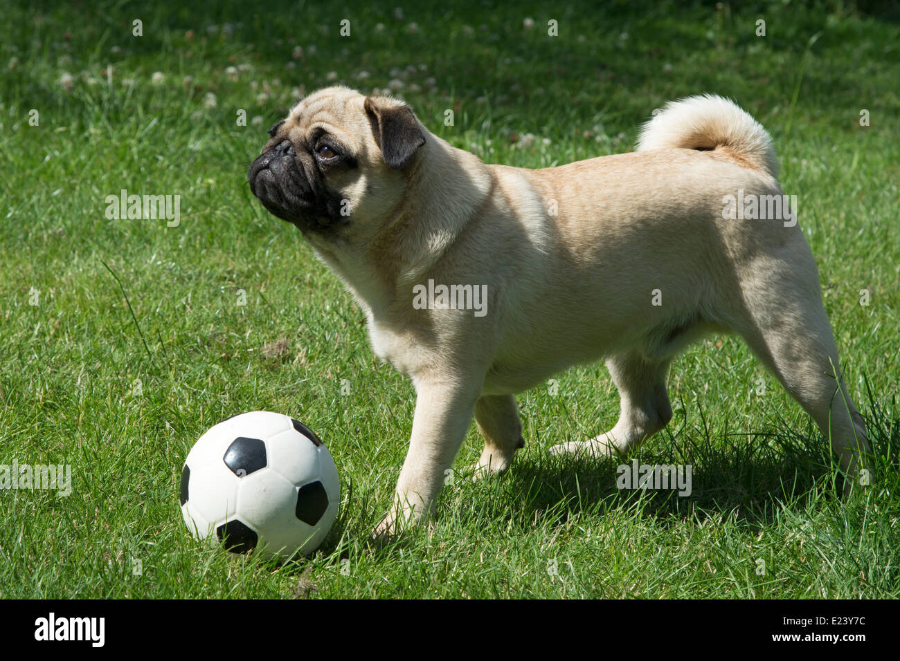 Pug with a football Stock Photo - Alamy