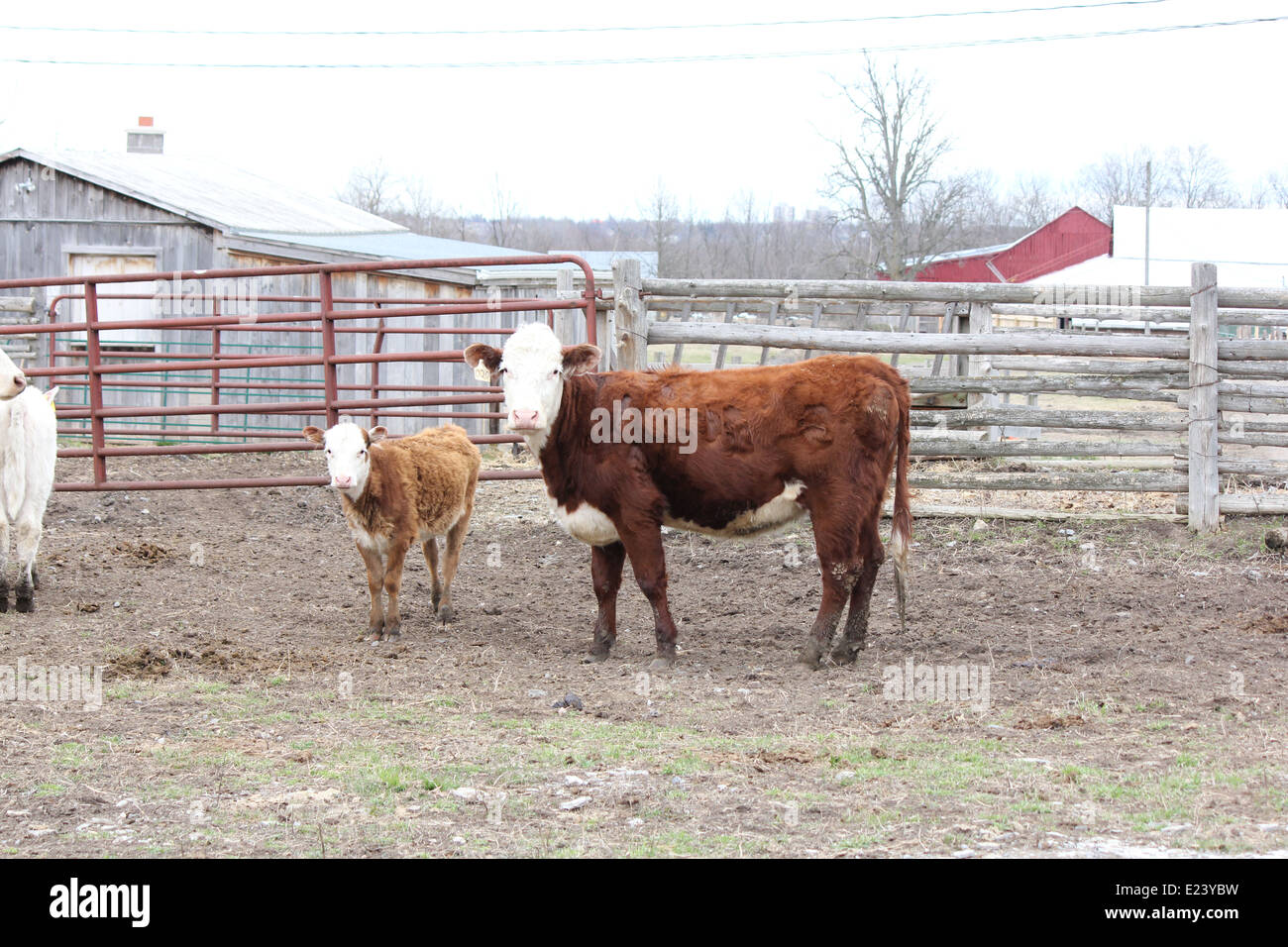 Cows in a small corral area beside farm buildings Stock Photo - Alamy