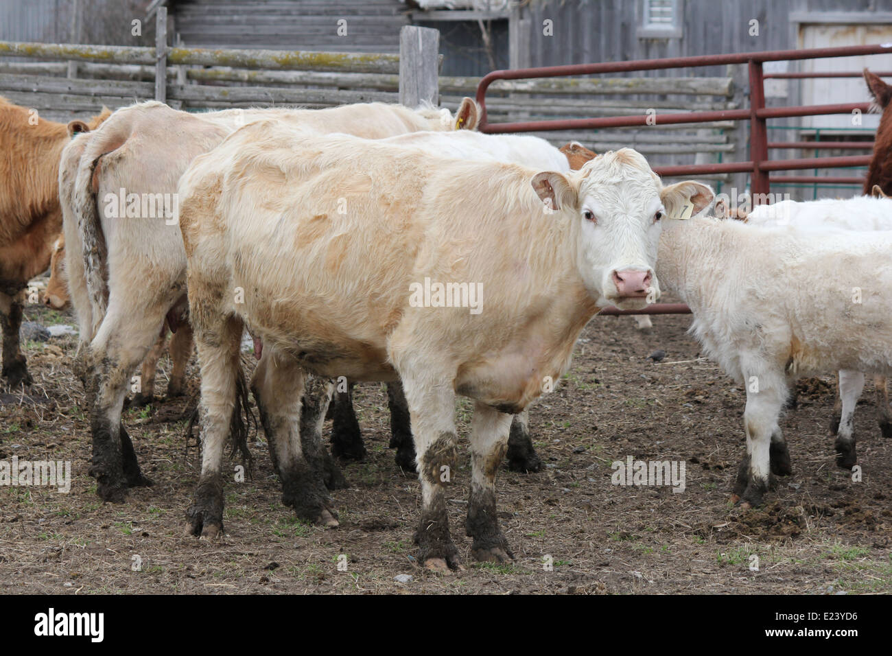 Cows in a small corral area beside farm buildings Stock Photo - Alamy