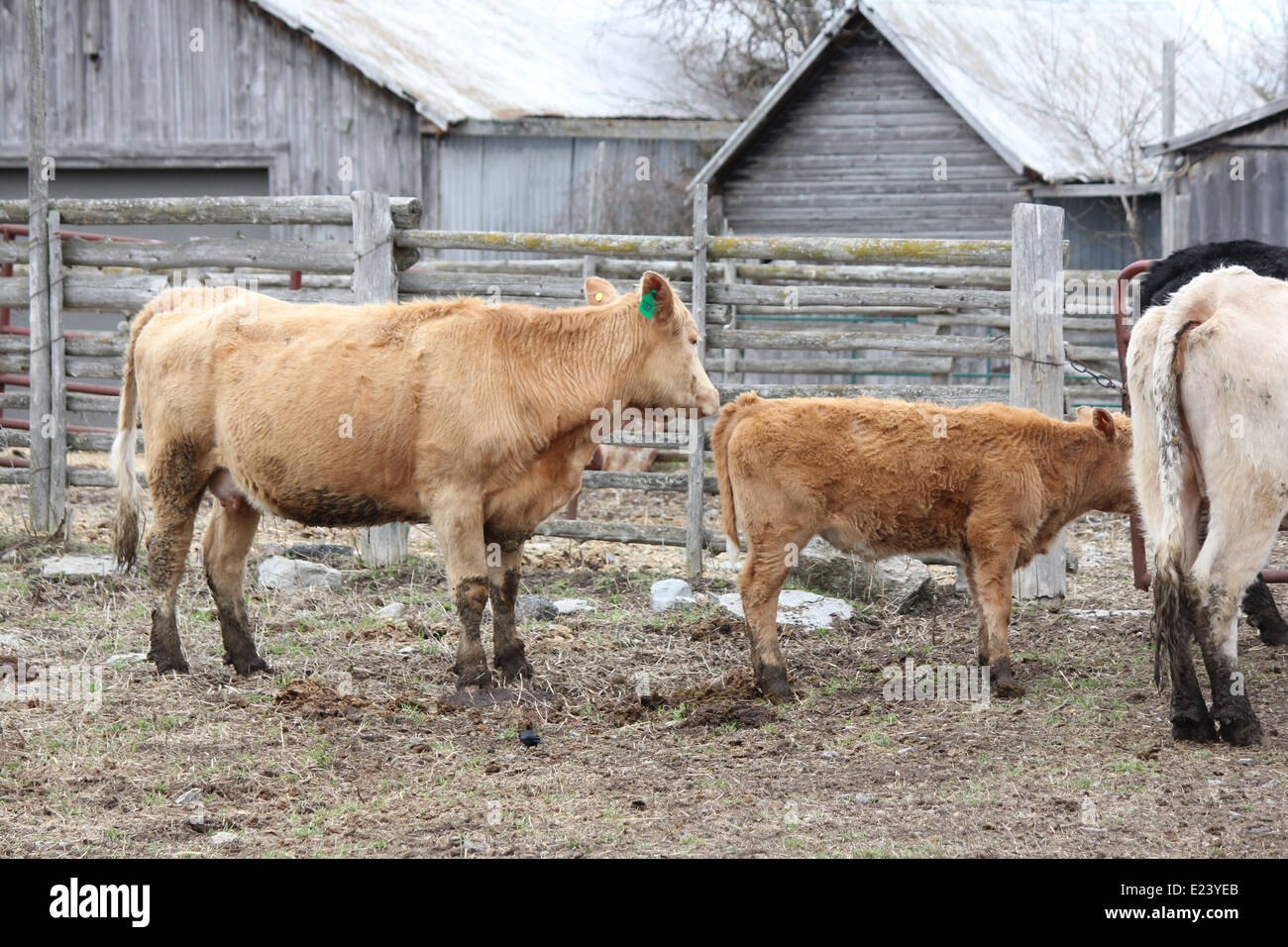 Cows in a small corral area beside farm buildings Stock Photo - Alamy