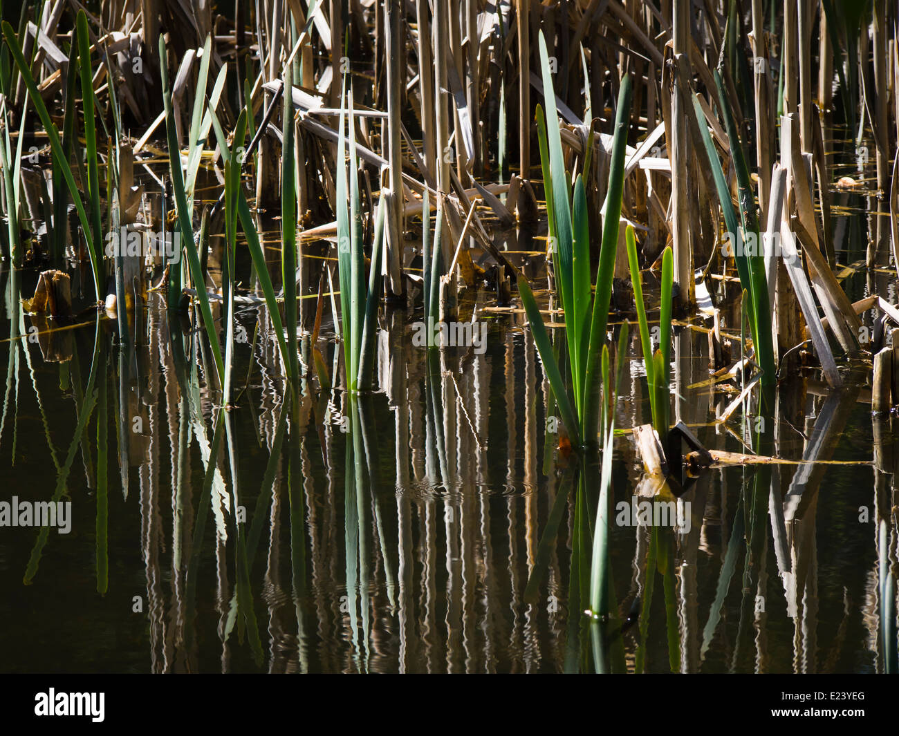 Close up of reeds reflected in dark still water Stock Photo - Alamy