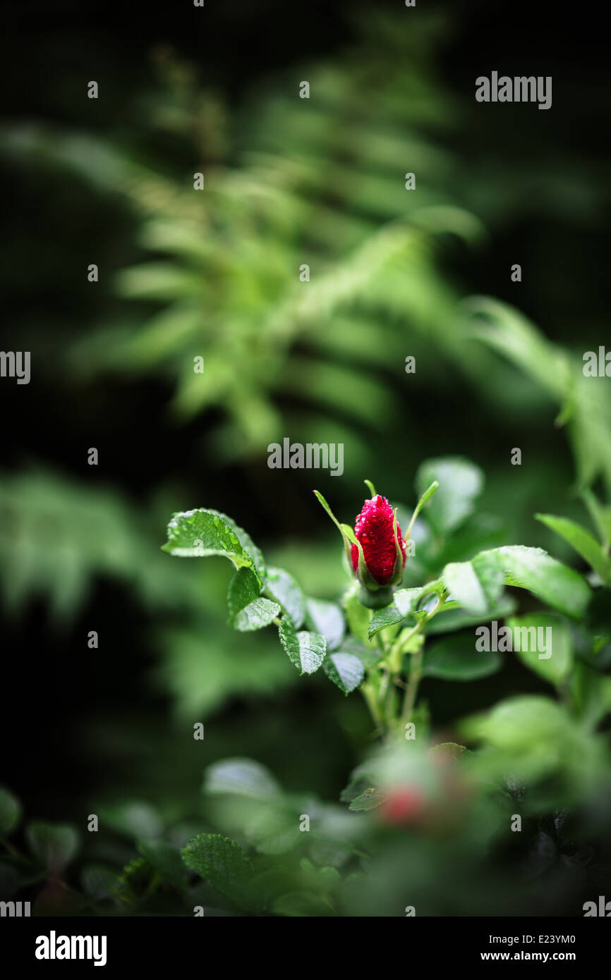 Rosebud in nature Stock Photo - Alamy