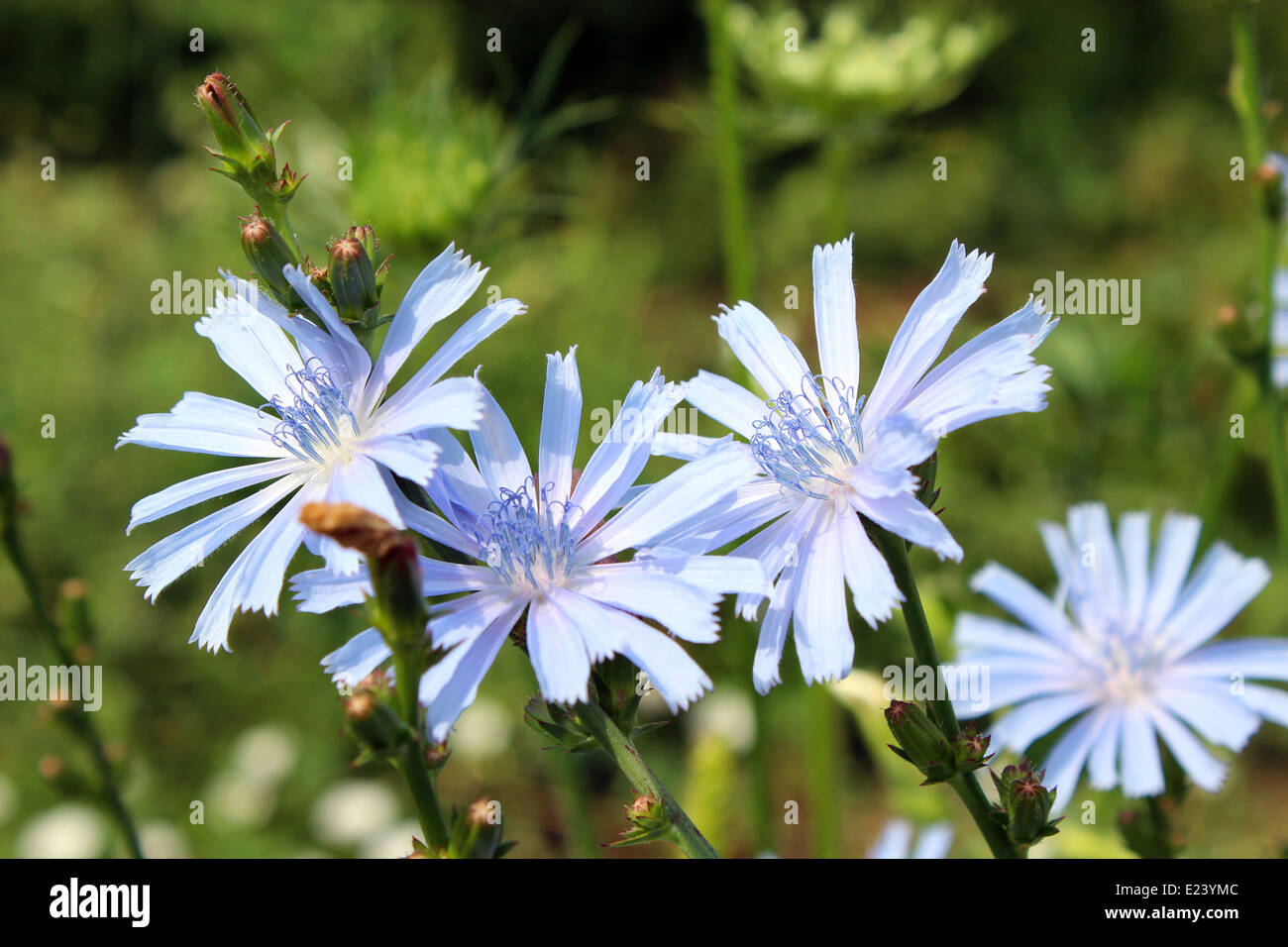 beautiful light blue flowers of Cichorium in the field Stock Photo - Alamy